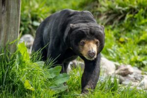 14 Sizzling Sun Bear Facts - Fact Animal