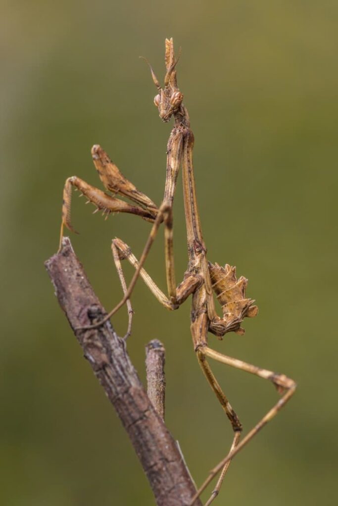 8 Wandering Violin Mantis Facts (Gongylus gongylodes) - Fact Animal