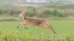 11 Wondrous Water Deer Facts (Chinese & Korean) - Fact Animal