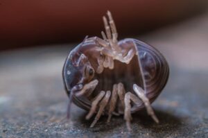 11 Wondrous Woodlouse Facts - Fact Animal