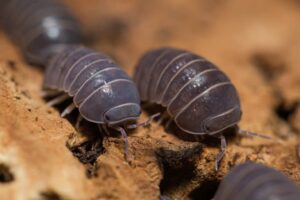 11 Wondrous Woodlouse Facts - Fact Animal