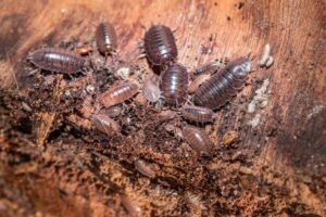 11 Wondrous Woodlouse Facts - Fact Animal