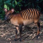 12 Zany Zebra Duiker Facts - Fact Animal