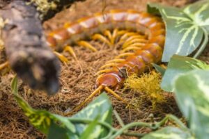 11 Crazy Giant Centipede Facts (Scolopendra) - Fact Animal