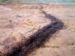 10 Driver Ant Facts (Aka Safari Ants) - Fact Animal