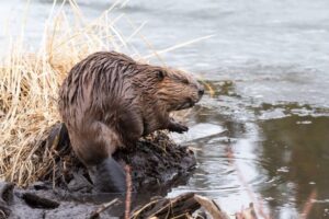 18 Beautiful Beaver Facts - Fact Animal