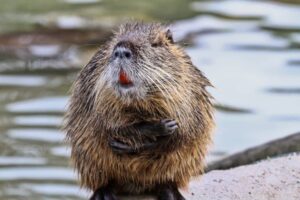 18 Beautiful Beaver Facts - Fact Animal