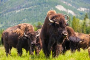 13 Beautiful Bison Facts (Aka American Buffalo) - Fact Animal