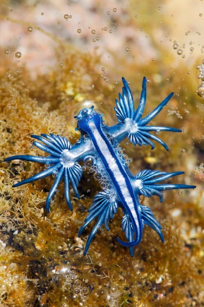 9 Cool Blue Sea Dragon Facts (Glaucus atlanticus) - Fact Animal