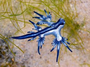 9 Cool Blue Sea Dragon Facts (Glaucus atlanticus) - Fact Animal