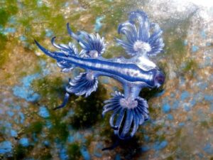 9 Cool Blue Sea Dragon Facts (Glaucus atlanticus) - Fact Animal