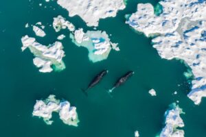 13 Mind-Blowing Bowhead Whale Facts - Fact Animal