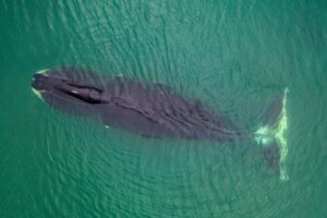 13 Mind-Blowing Bowhead Whale Facts - Fact Animal