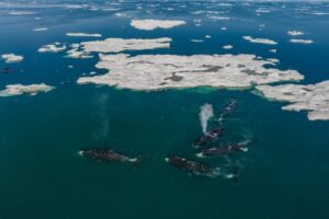 13 Mind-Blowing Bowhead Whale Facts - Fact Animal