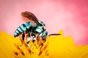 10 Crazy Cuckoo Bee Facts - Fact Animal