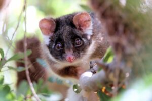 8 Possum Facts - Fact Animal