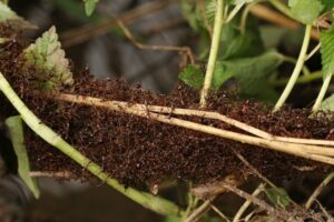 10 Driver Ant Facts (Aka Safari Ants) - Fact Animal
