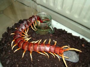 11 Crazy Giant Centipede Facts (Scolopendra) - Fact Animal