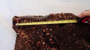 11 Crazy Giant Centipede Facts (Scolopendra) - Fact Animal
