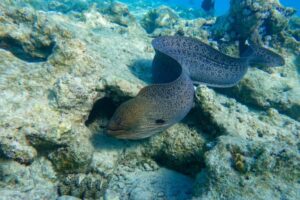 14 Moray Eel Fish Facts - Fact Animal