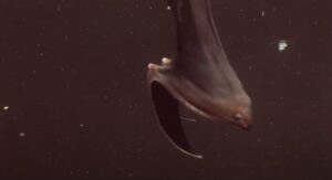 12 Gulper Eel (Pelican Eel) Facts - Fact Animal