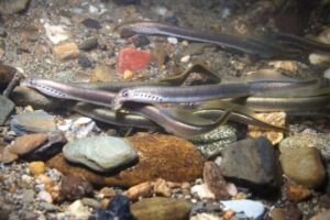 16 Little-Known Lamprey Fish Facts - Fact Animal