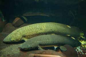 10 Incredible Lungfish Facts - Fact Animal
