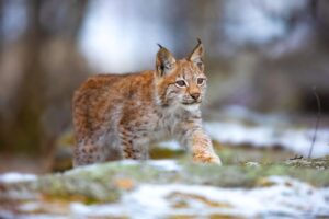 11 Jaw-dropping Lynx Facts - Fact Animal