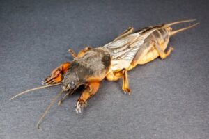 9 Marvellous Mole Cricket Facts - Fact Animal