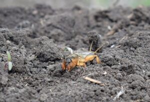 9 Marvellous Mole Cricket Facts - Fact Animal