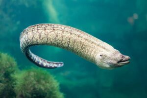 14 Moray Eel Fish Facts - Fact Animal