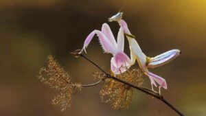 9 Orchid Mantis Facts - Fact Animal