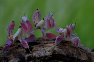 9 Orchid Mantis Facts - Fact Animal