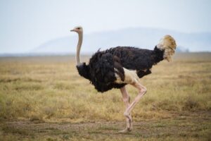 19 Outstanding Ostrich Facts - Fact Animal