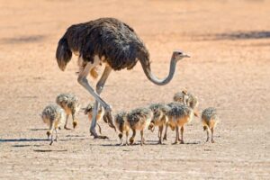 The 10 Biggest Birds in The World - Fact Animal