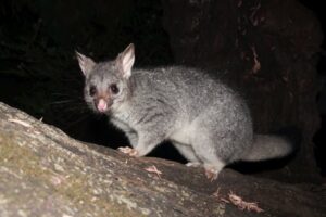 8 Possum Facts - Fact Animal