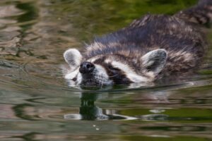 13 Rad Raccoon Facts - Fact Animal