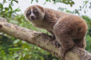 11 Surprising Slow Loris Facts - Fact Animal