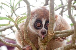 11 Surprising Slow Loris Facts - Fact Animal