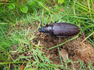 10 Titan Beetle Facts - Fact Animal