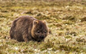 10 Wicked Wombat Facts - Fact Animal