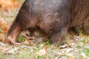10 Wicked Wombat Facts - Fact Animal