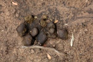 10 Wicked Wombat Facts - Fact Animal