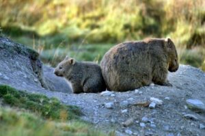 10 Wicked Wombat Facts - Fact Animal