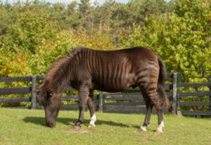 9 Zany Zorse (Zebroid) Facts - Fact Animal