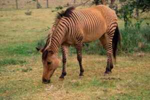 8 Zany Zonkey Facts - Fact Animal