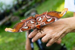 10 Atlas Moth Facts - Fact Animal