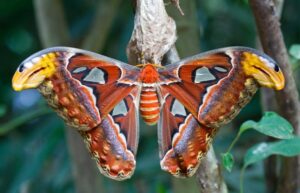 10 Atlas Moth Facts - Fact Animal