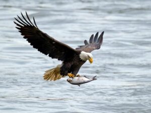 17 Mind-blowing Bald Eagle Facts - Fact Animal
