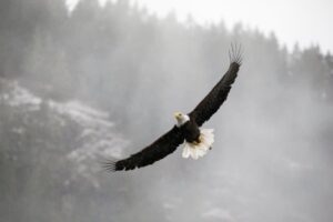 17 Mind-blowing Bald Eagle Facts - Fact Animal